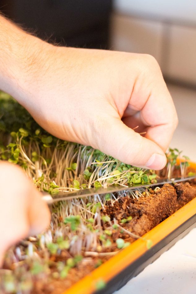 How to Grow Microgreens at Home | Supply List - McKenzie Sue Makes