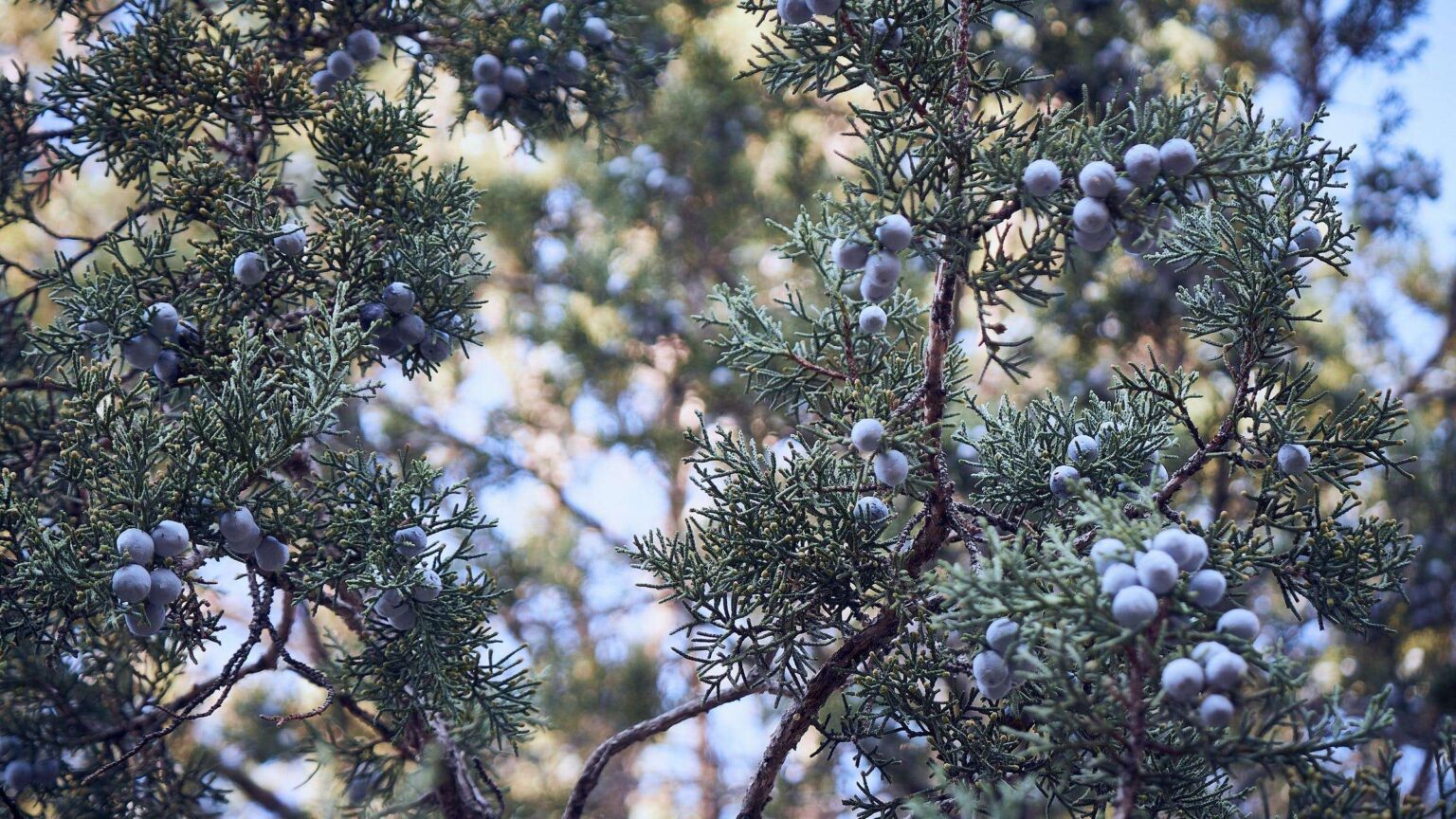 The Name Juniper & It's Biblical Meaning - McKenzie Sue Makes