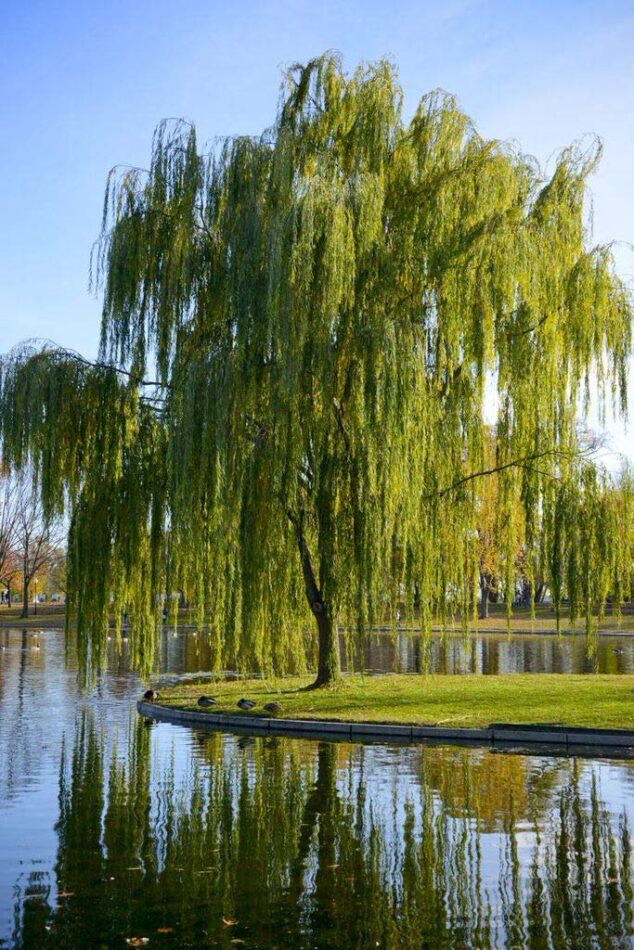 The Biblical Meaning for the Name Willow - McKenzie Sue Makes